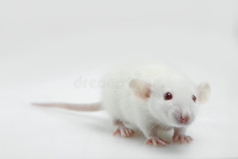 928 Lab Rat White Background Stock Photos - Free & Royalty-Free Stock ...