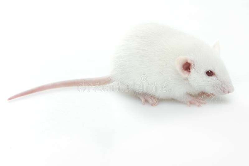 2,215 Lab Rat Photos - Free & Royalty-Free Stock Photos from Dreamstime