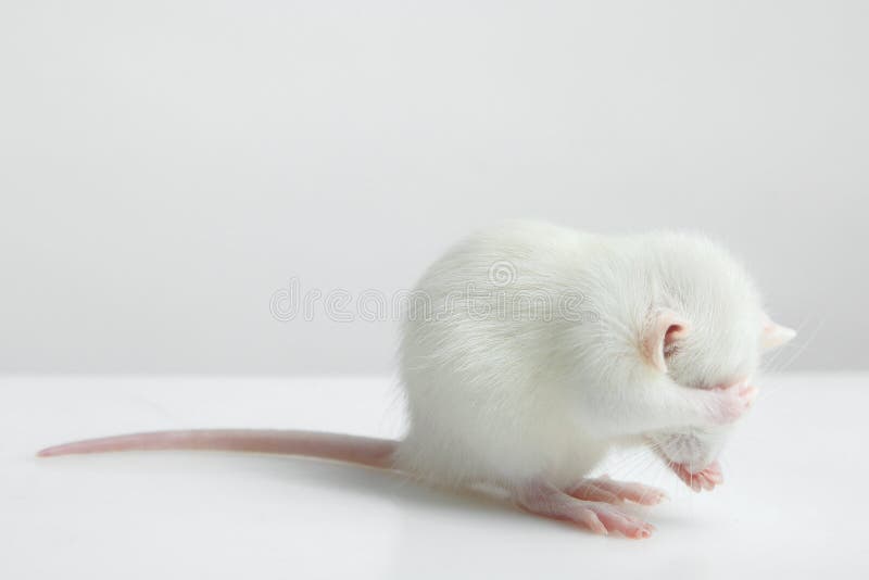 Lab rat stock photo. Image of rodent, decorative, tail - 89880596
