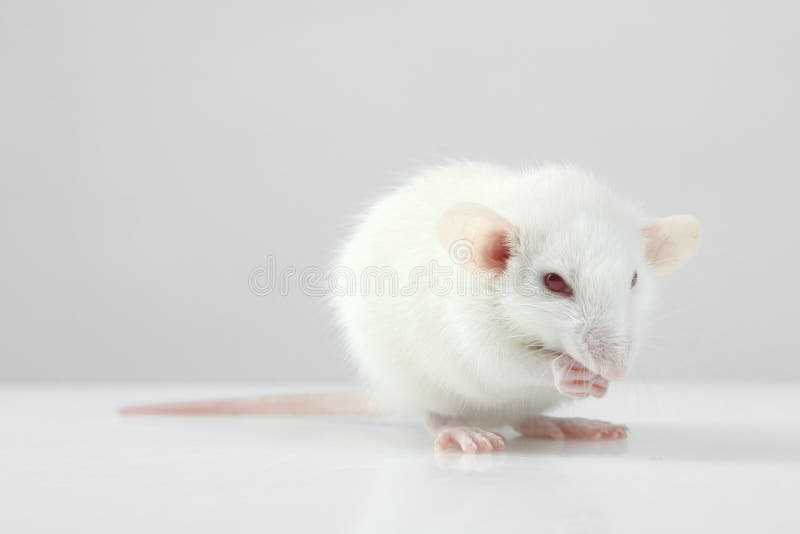 Lab rat stock image. Image of mouse, decorative, nature - 89880639