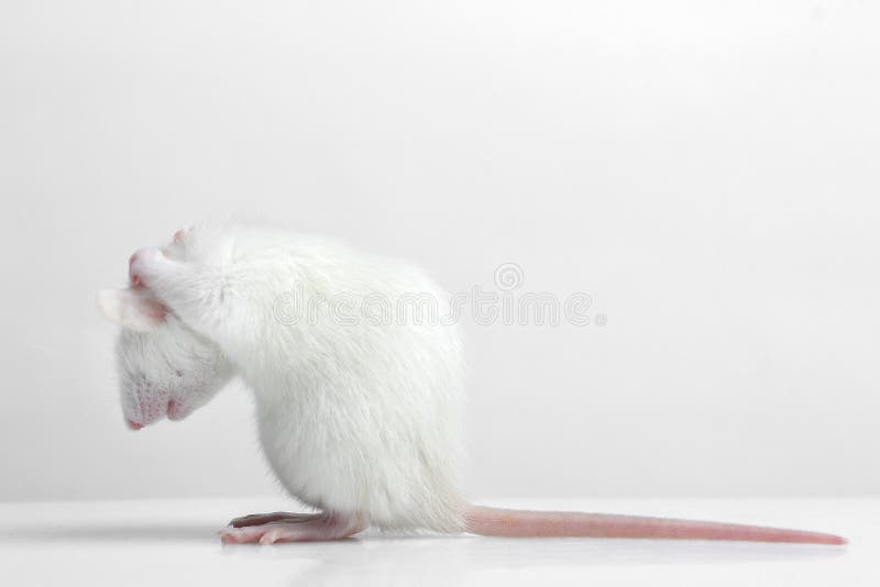 Lab rat stock photo. Image of decorative, furry, rodent - 89880862