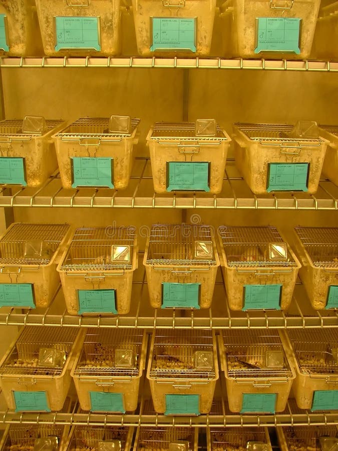 Lab rats stock photo. Image of neuroscience, laboratory - 706466