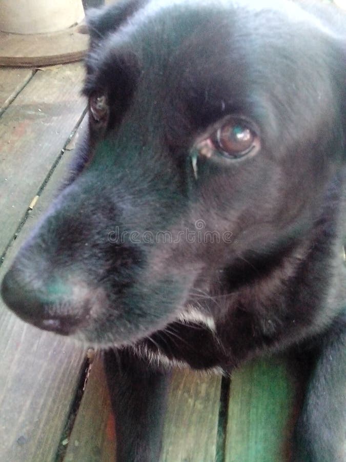 A lab relaxing stock image. Image of relaxing, collar - 45534997