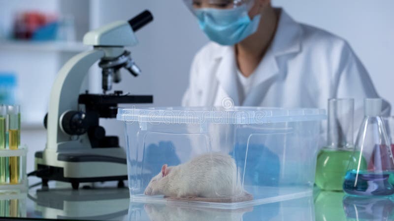 Lab Researcher Working at Microscope, Rat in Plastic Box on Table ...