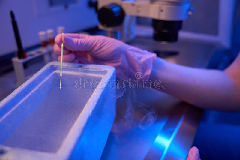 Lab Scientist Placing Cell Samples into Cryogenic Freezer Box Stock ...