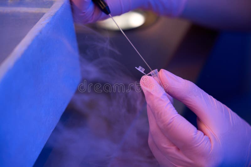 Lab Scientist Preparing Cell Samples for Cryopreservation Stock Photo ...