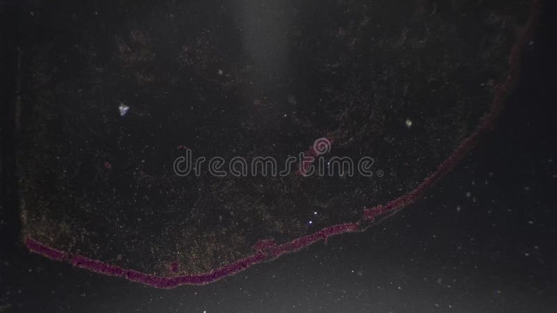 Three Types of Bacteria are Filmed Under Microscope Against Bright ...