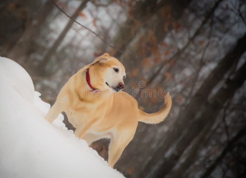 Lab in Snow Covered Backyard. Stock Photo - Image of snow, woods: 94578426