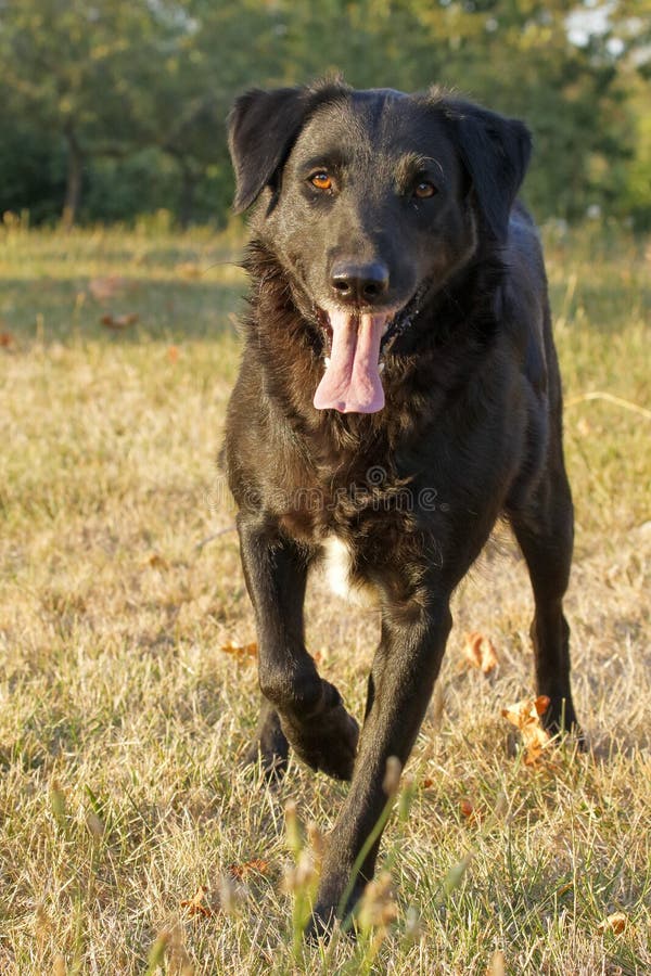 Female Black Lab Waiting To Play Fetch Stock Photo - Image of ears ...