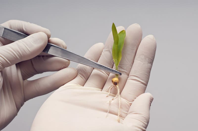 A Lab Technician Holding a Test Tube with a Corn Specimen Stock Photo ...