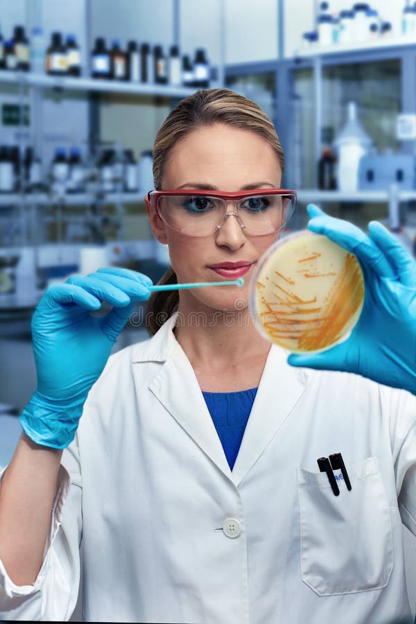 Lab Technician Inoculating Plates Petri Dish for Analysis of ...