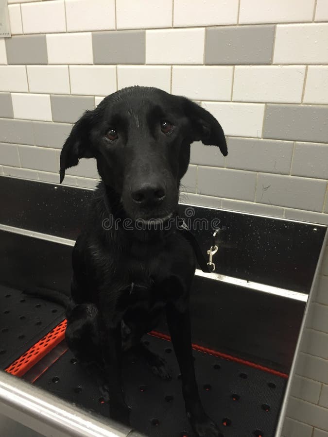 Black Lab Mix at Self-Serve Dog Wash Stock Image - Image of fear, brown ...