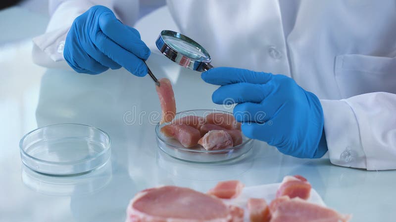 Lab Worker Analyzing Meat Sample Magnifying Glass, Germs Risk ...