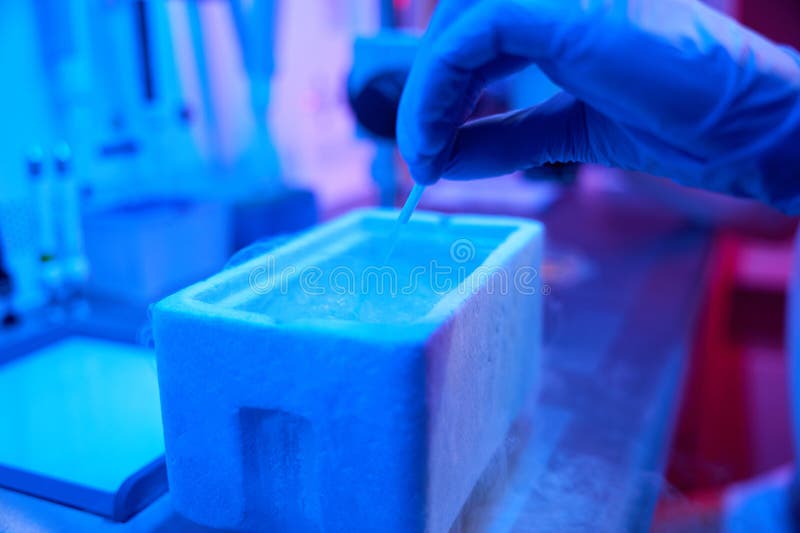 Lab Worker Immerses Straw with Embryo in Tank of Liquid Nitrogen Stock ...