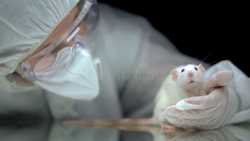Lab Worker Screening Rat Behavior after Experiment, Illegal Animal ...