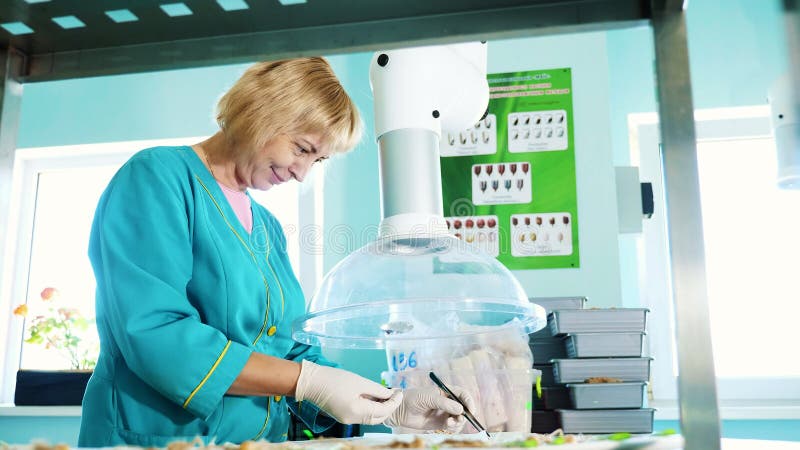 Lab Worker Studying, Examines Sprouted, Rooted Corn Seeds, in ...