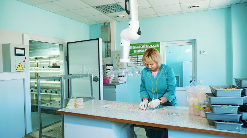 Lab Worker Studying, Examines Sprouted, Rooted Corn Seeds, in ...