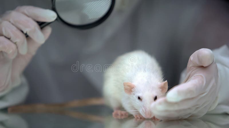 Lab Worker Studying Rat through Magnifying Glass, Experiment Results ...