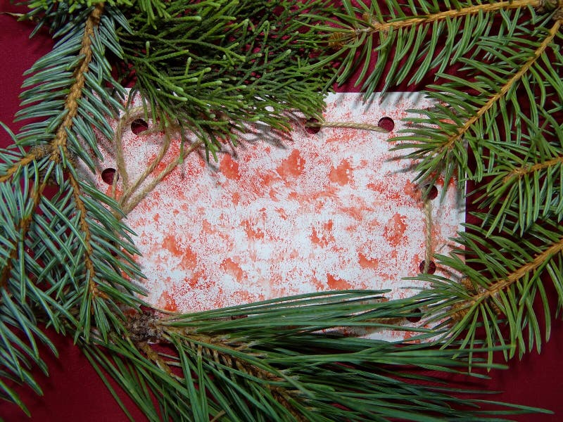 Label with Branches of Spruce Stock Photo - Image of pine, label: 78613014