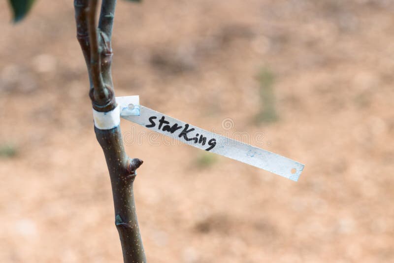 Label of a Fruity Starking Apple Tree with Copy Space and Blur ...