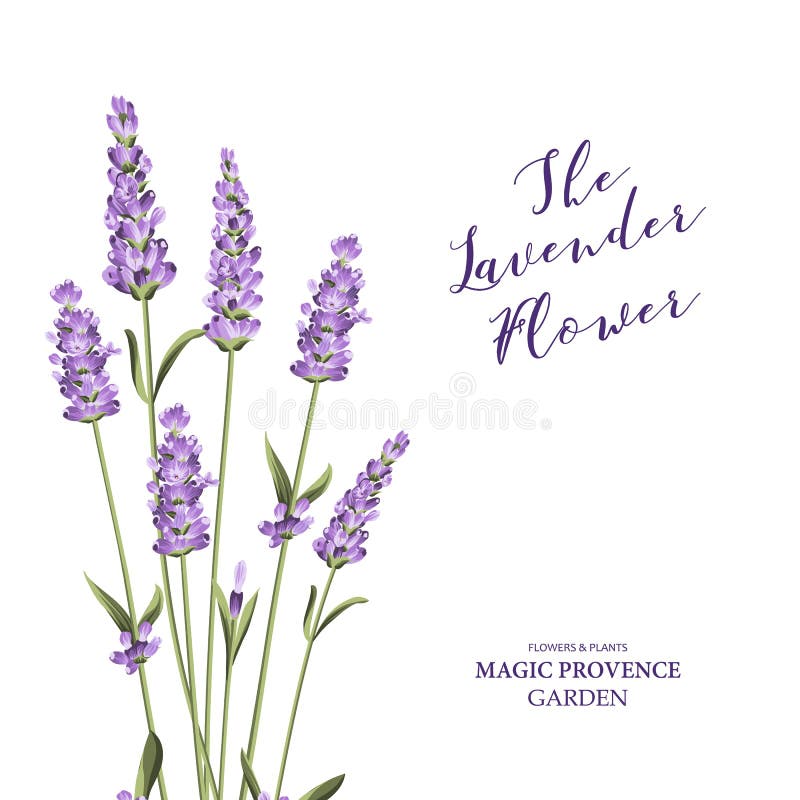 Label with Lavender Flowers. Stock Vector - Illustration of decoration ...