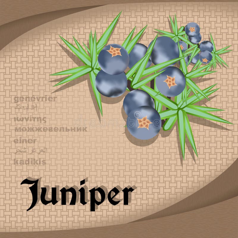 Label Sticker with Seasoning Juniper Vector Image Stock Illustration ...