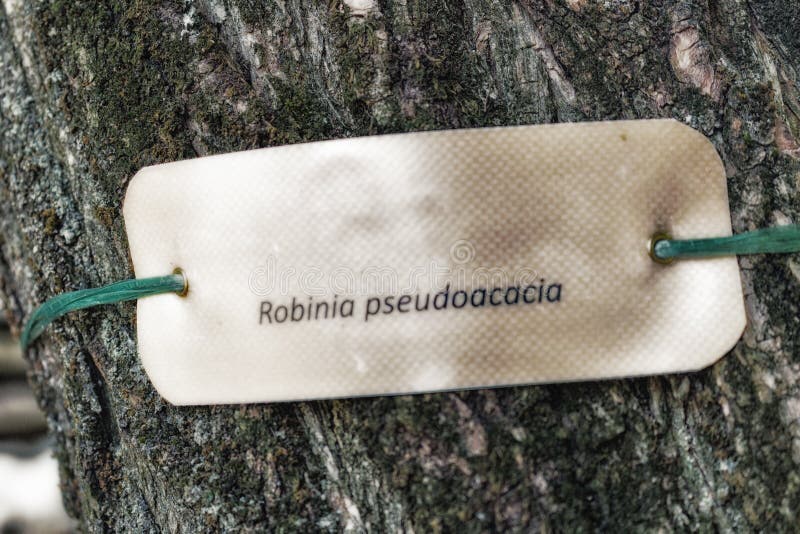 Label on the Trunk of Locust-tree Stock Image - Image of robinia, tree ...