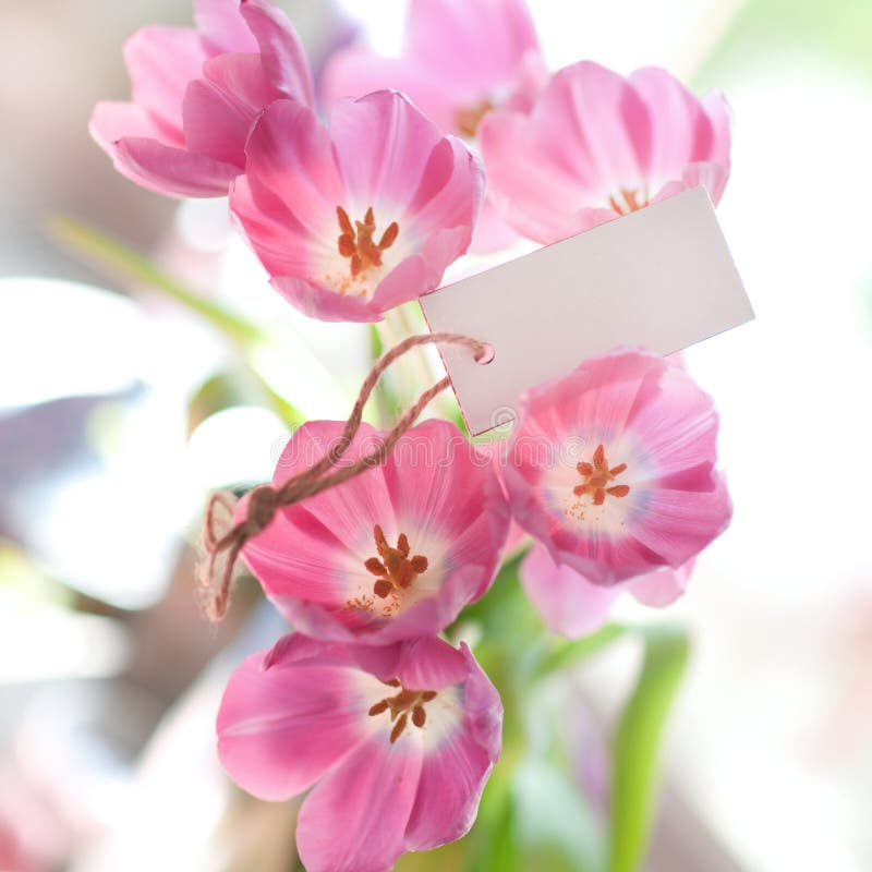 Label, tulips stock image. Image of birthday, flowers - 30505475