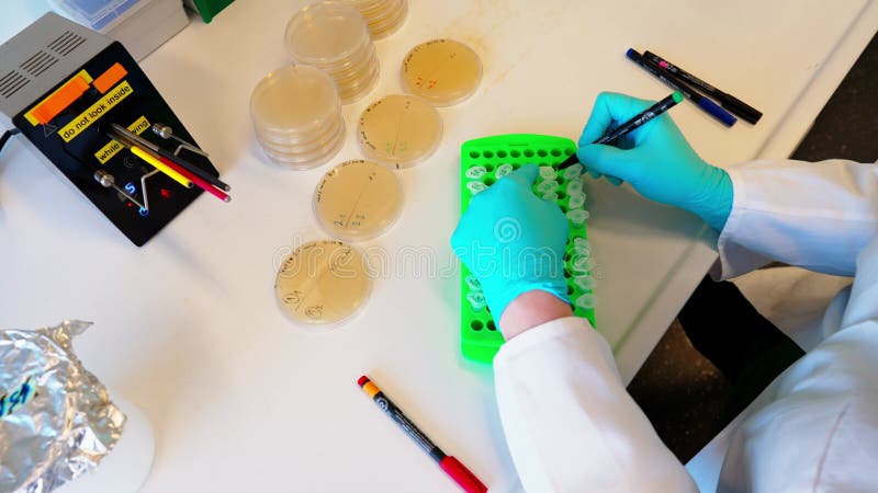 Labeling Tubes of Bacterial Colonies for Sowing on Solid Nutrient Media ...