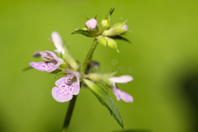 Labiatae bloeit motherwort stock afbeelding. Image of eigenschappen ...