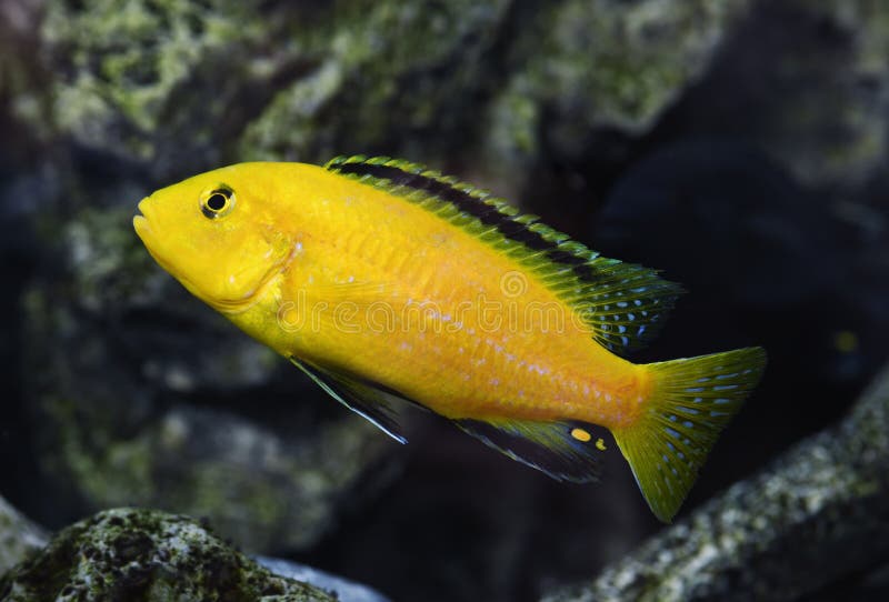 245 Labidochromis Caeruleus Stock Photos - Free & Royalty-Free Stock ...