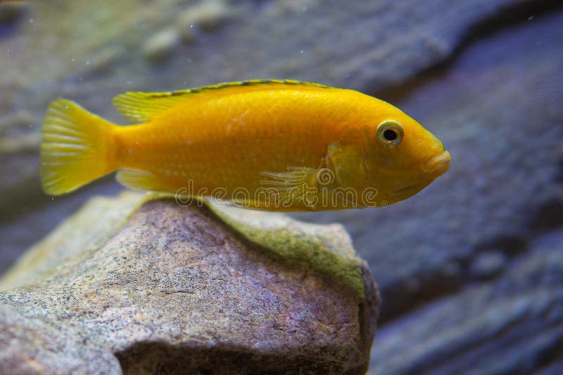 Labidochromis caeruleus stock image. Image of yellow - 305078649