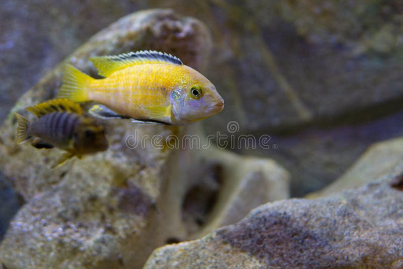 Labidochromis caeruleus stock photo. Image of caeruleus - 305078448