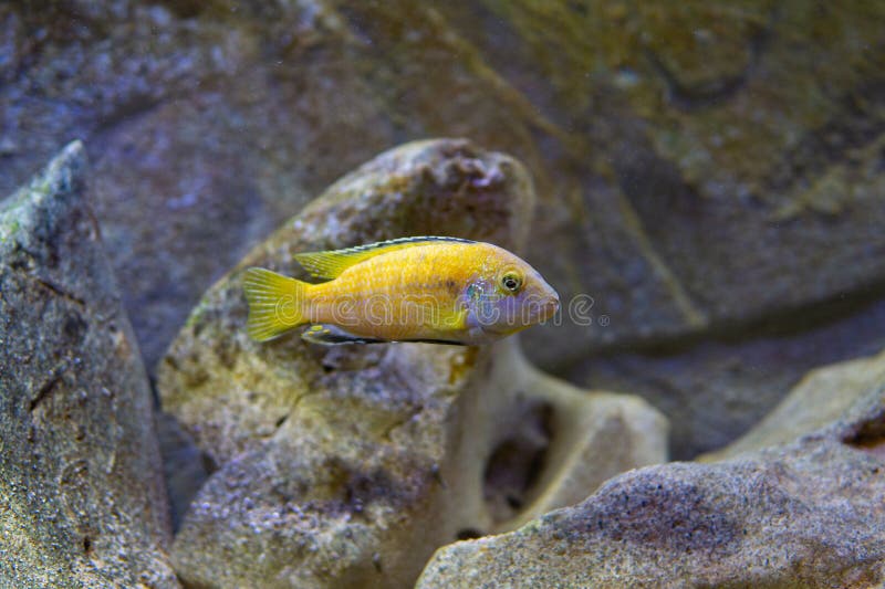 Labidochromis caeruleus stock photo. Image of nature - 305078498