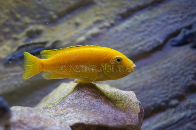 Labidochromis caeruleus stock photo. Image of labidochromis - 305078604