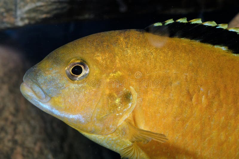 Labidochromis portrait stock photo. Image of yellow, labidochromis ...