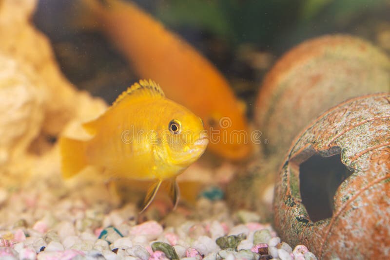 Labidochromis Yellow in Aquarium Stock Image - Image of labidochromis ...