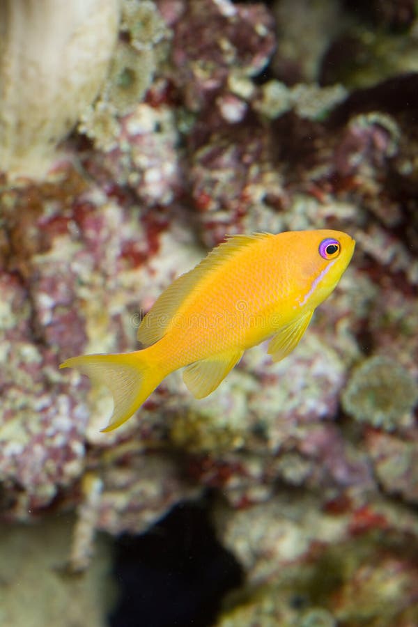 Labidochromis stock photo. Image of cichlid, gold, scales - 46925262