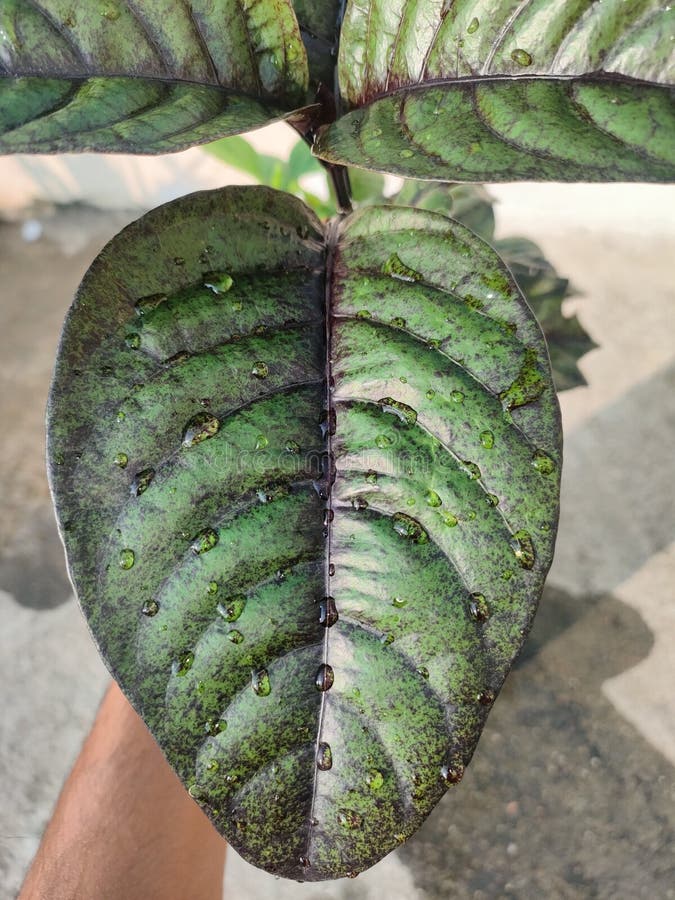 Labisia Red Sp Borneo Leaves Stock Photo - Image of leaves, labisia ...
