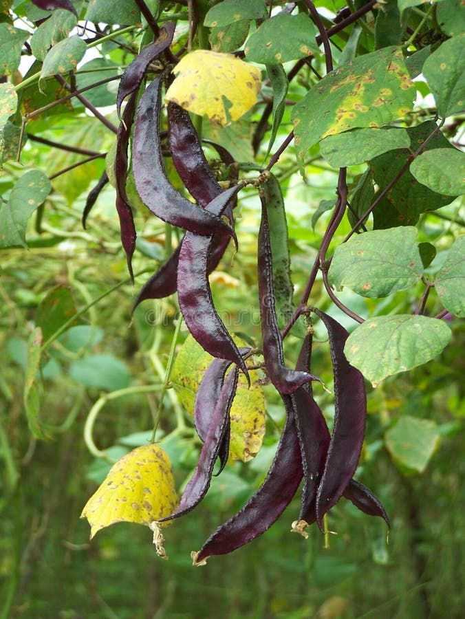 Lablab stock photo. Image of fabaceae, dolichos, indian - 175469594