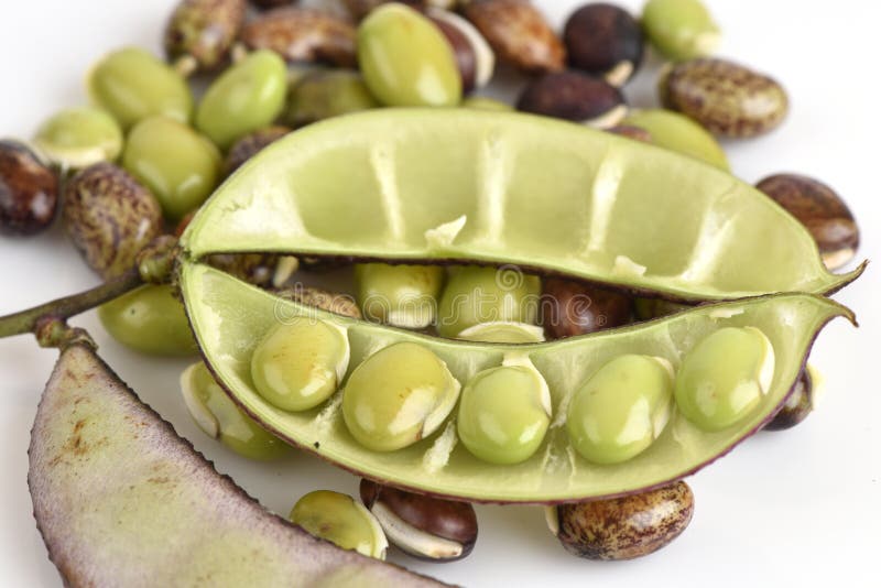 Lablab Bean or Dolichos Bean (Dolichos Lablab Linn.) Stock Image ...