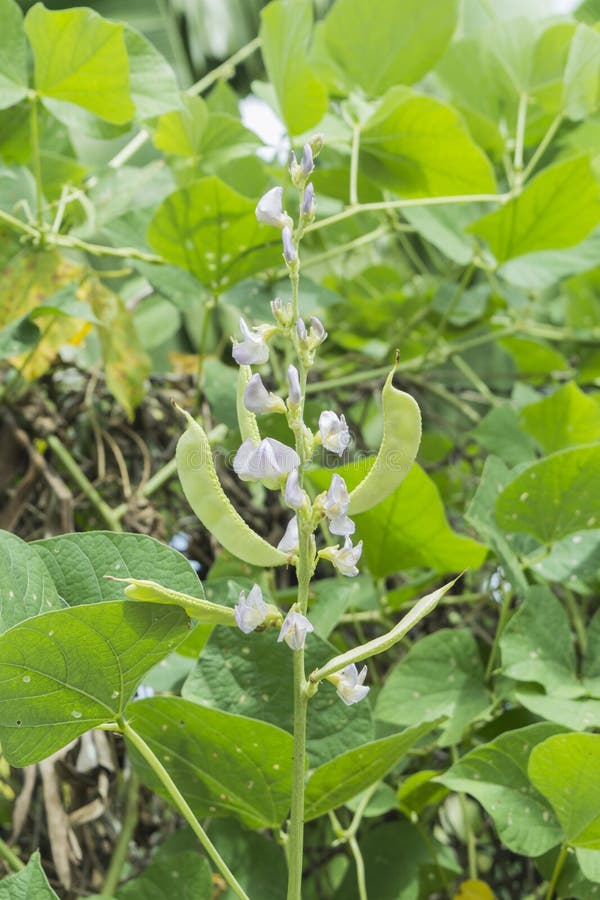Lablab bean stock photo. Image of diploid, iron, conserve - 81965224