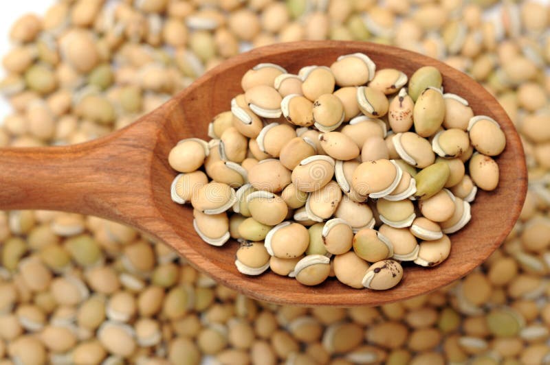 Lablab stock photo. Image of plantae, greenary, bean, healthy - 4524670