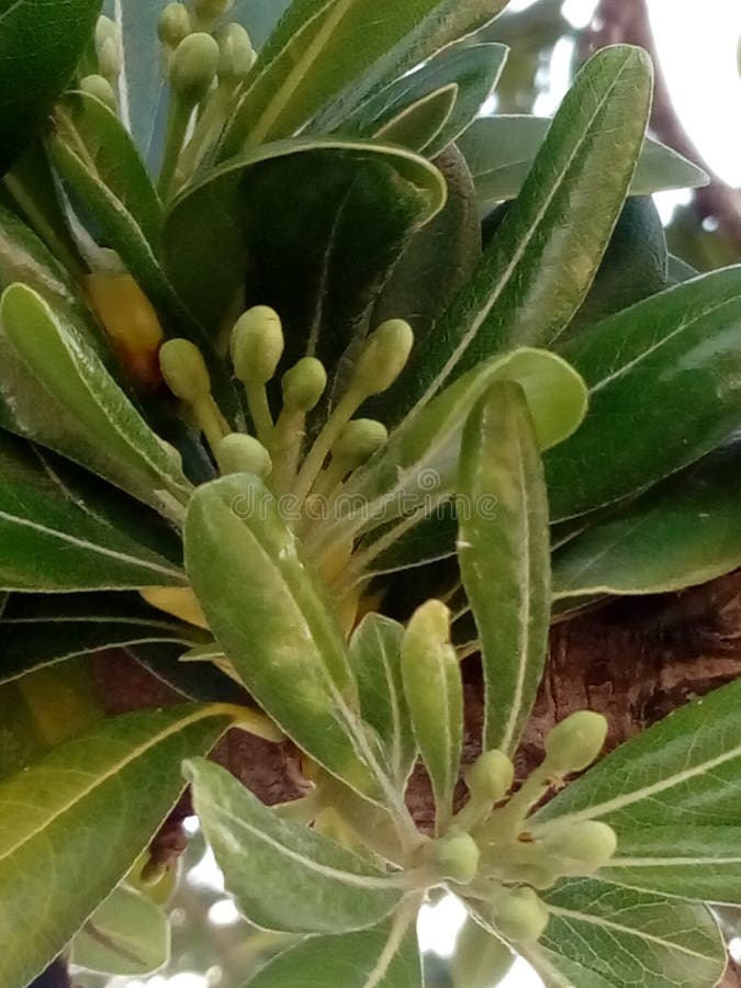 Labor stock image. Image of spring, labor, fruit, tree - 144737083