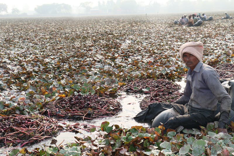 Mote Majra Stock Photos - Free & Royalty-Free Stock Photos from Dreamstime