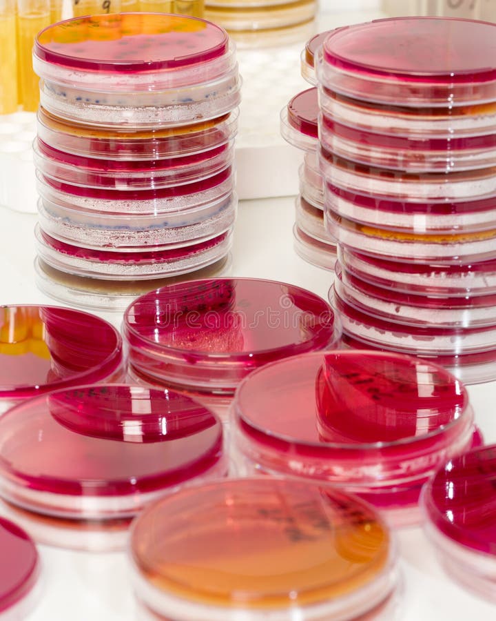 Laboratoire Microbiologique Photo stock - Image of maladies, groupe ...