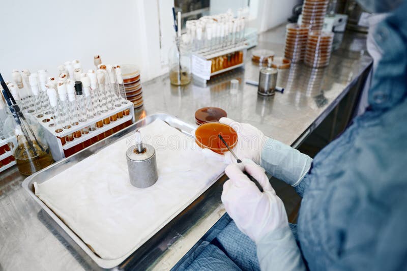 Laboratorian Works with Petri Dish and Examines Test Sample Stock Photo ...