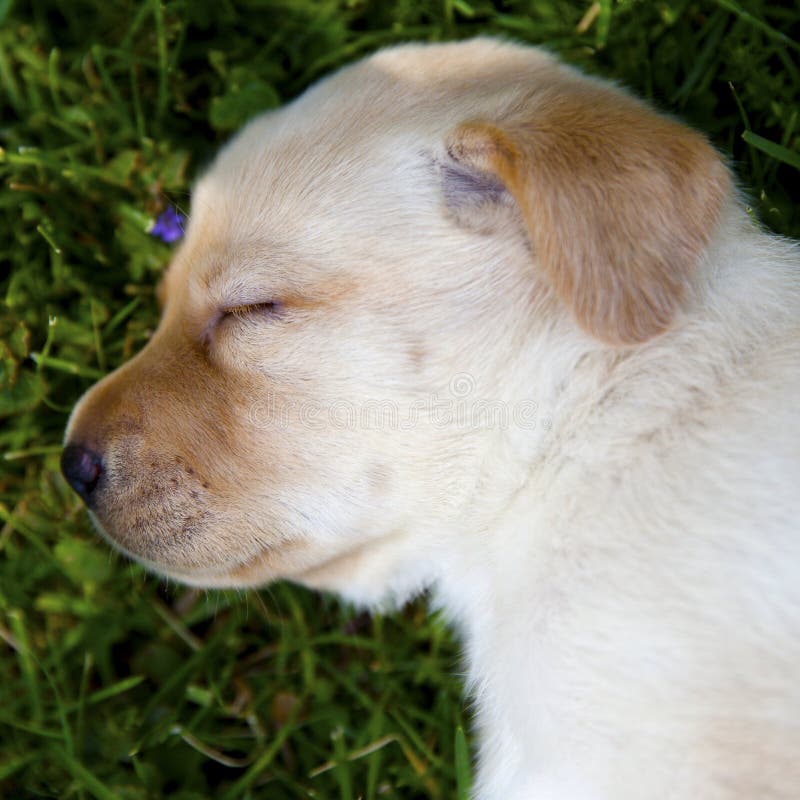Perrito Amarillo Recién Nacido De Labrador Foto de archivo - Imagen de ...