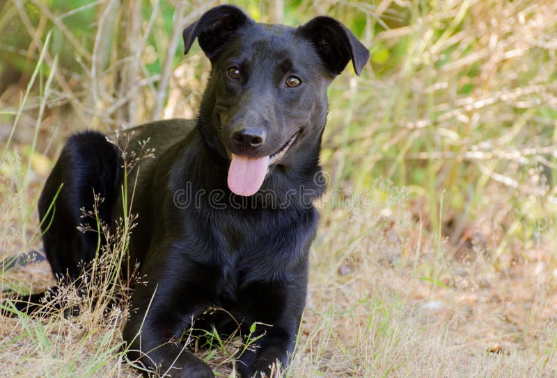 Laboratorio Negro Jack Russell Mixed Breed Dog Foto de archivo - Imagen ...