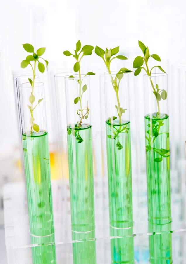 Laboratory Analysis of Plant Stock Image - Image of biology, botany ...